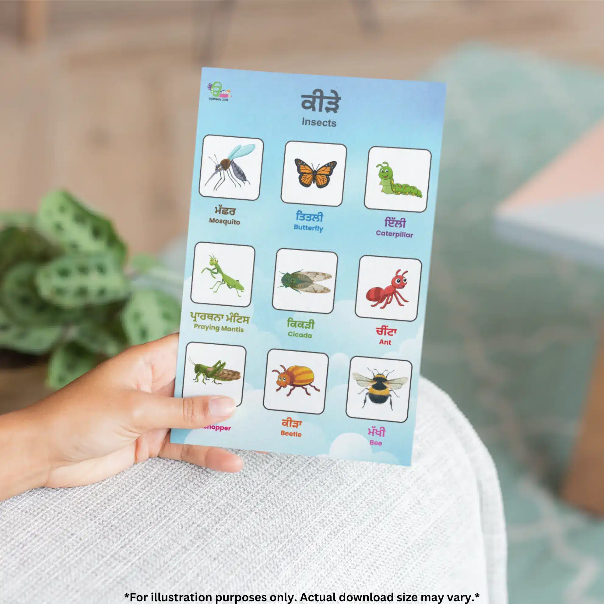 Buy Insects Pictures with Names PDF in Punjabi for Kids