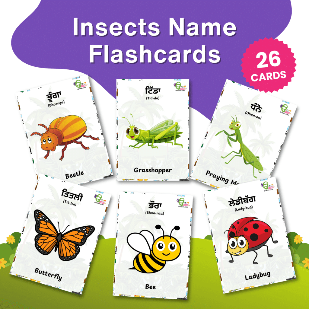 Montessori Insects Flashcards Printable PDF in Punjabi for Kids - ੳ.com